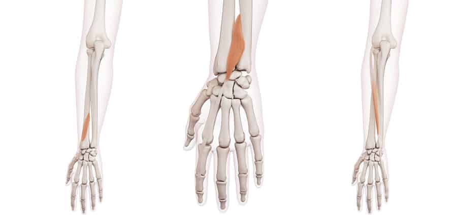 Muscoli dell’avambraccio: anatomia e funzioni - Project inVictus