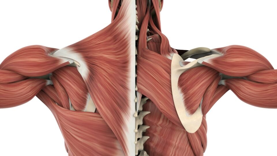 Romboidi: anatomia, funzione ed esercizi - Project inVictus