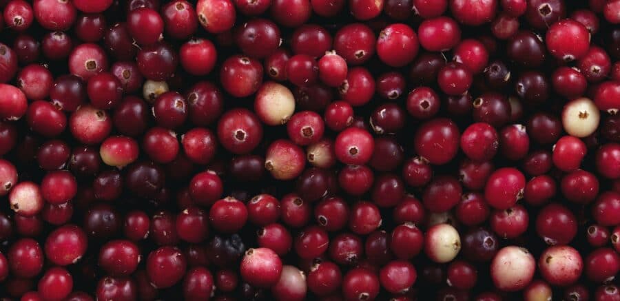 Mirtillo rosso: proprietà e benefici - Project inVictus