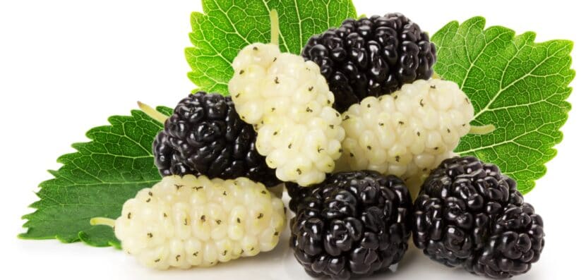 More: mille proprietà e benefici - Project inVictus