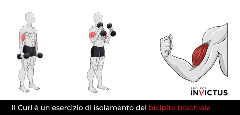 Curl manubri: esecuzione - Project inVictus