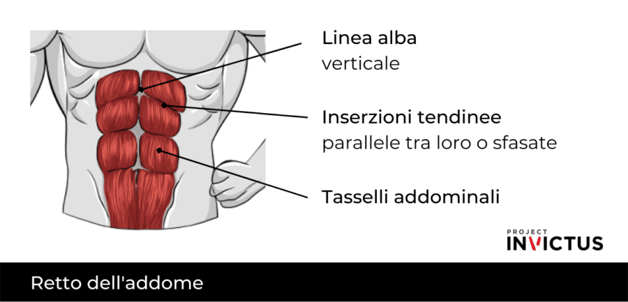 Tartaruga addominali in poco tempo: cosa fare - Project inVictus