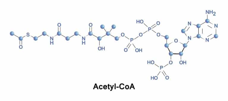 Acetil-coenzima A (CoA): cos’è, funzioni, sintesi - Project inVictus