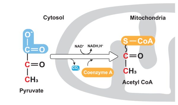 Acetil-coenzima A (CoA): cos’è, funzioni, sintesi - Project inVictus