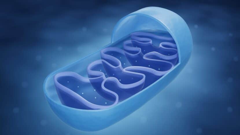 Muscolo grande rotondo: anatomia e funzioni - Project inVictus