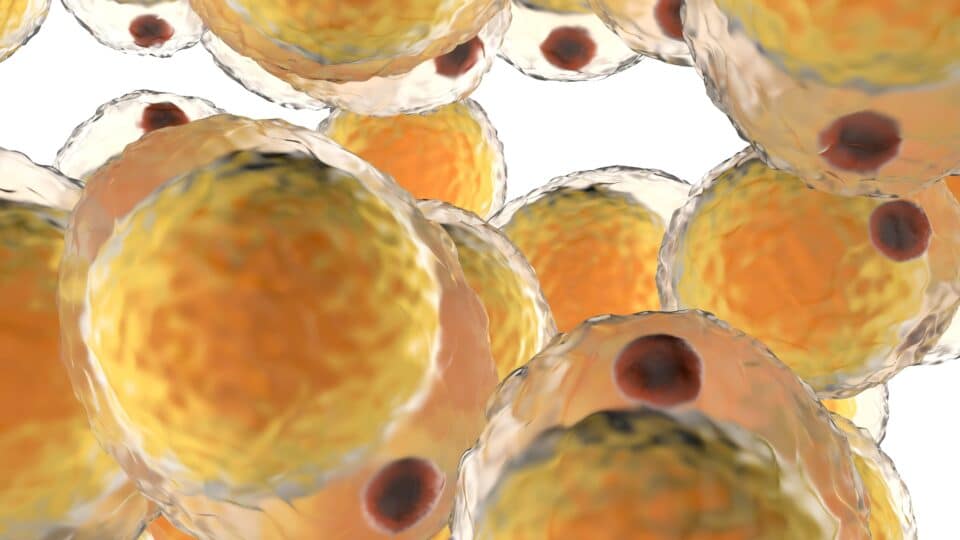 Muscolo grande rotondo: anatomia e funzioni - Project inVictus