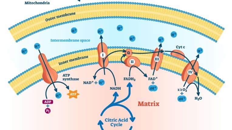 Muscolo grande rotondo: anatomia e funzioni - Project inVictus