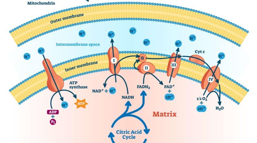 Muscolo gracile: anatomia e funzione - Project inVictus