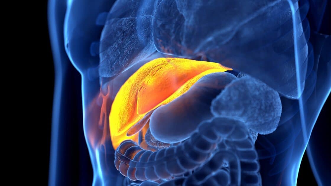 Muscolo grande rotondo: anatomia e funzioni - Project inVictus