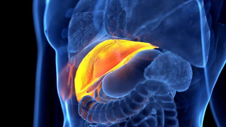 Muscolo grande rotondo: anatomia e funzioni - Project inVictus