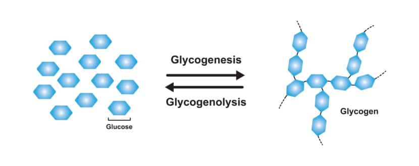 Glicogenosintesi: cos’è, a cosa serve, tappe - Project inVictus