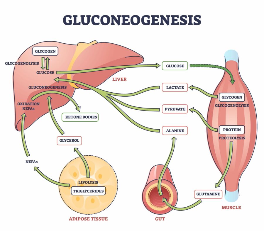 Gluconeogenesi: definizione e tappe - Project inVictus