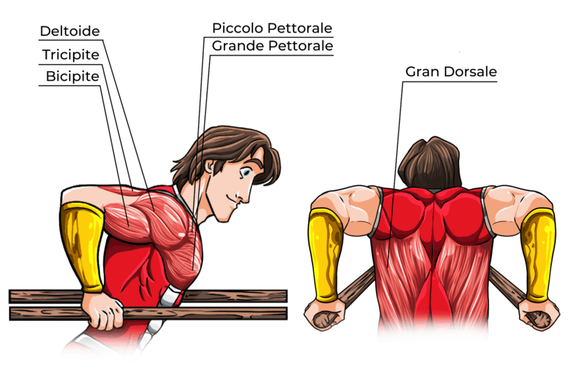 Dip alle parallele: come si fanno e come allenarle? - Project inVictus