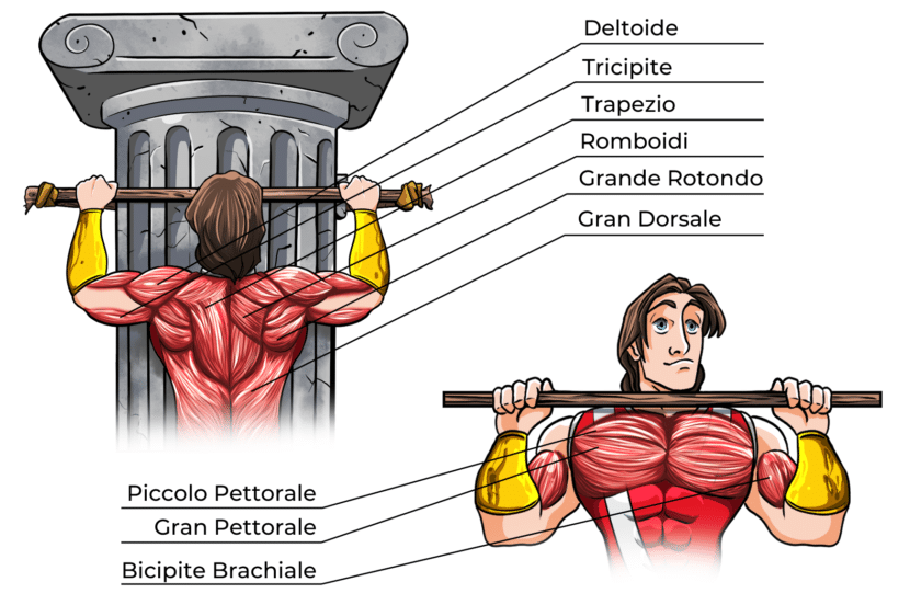 Muscoli coinvolti nelle trazioni alla sbarra - Project inVictus