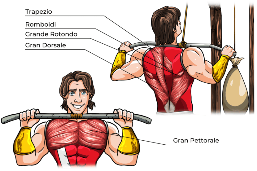 Lat machine: esecuzione, muscoli coinvolti, presa - Project inVictus