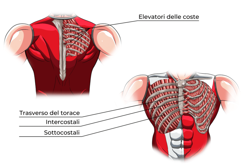 Muscoli torace: anatomia e funzioni - Project inVictus
