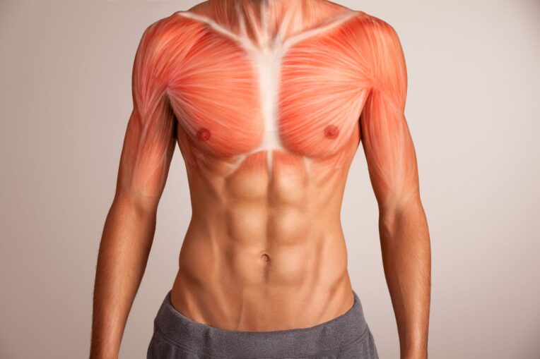 Muscolo Brachiale: anatomia, funzione ed esercizi - Project inVictus